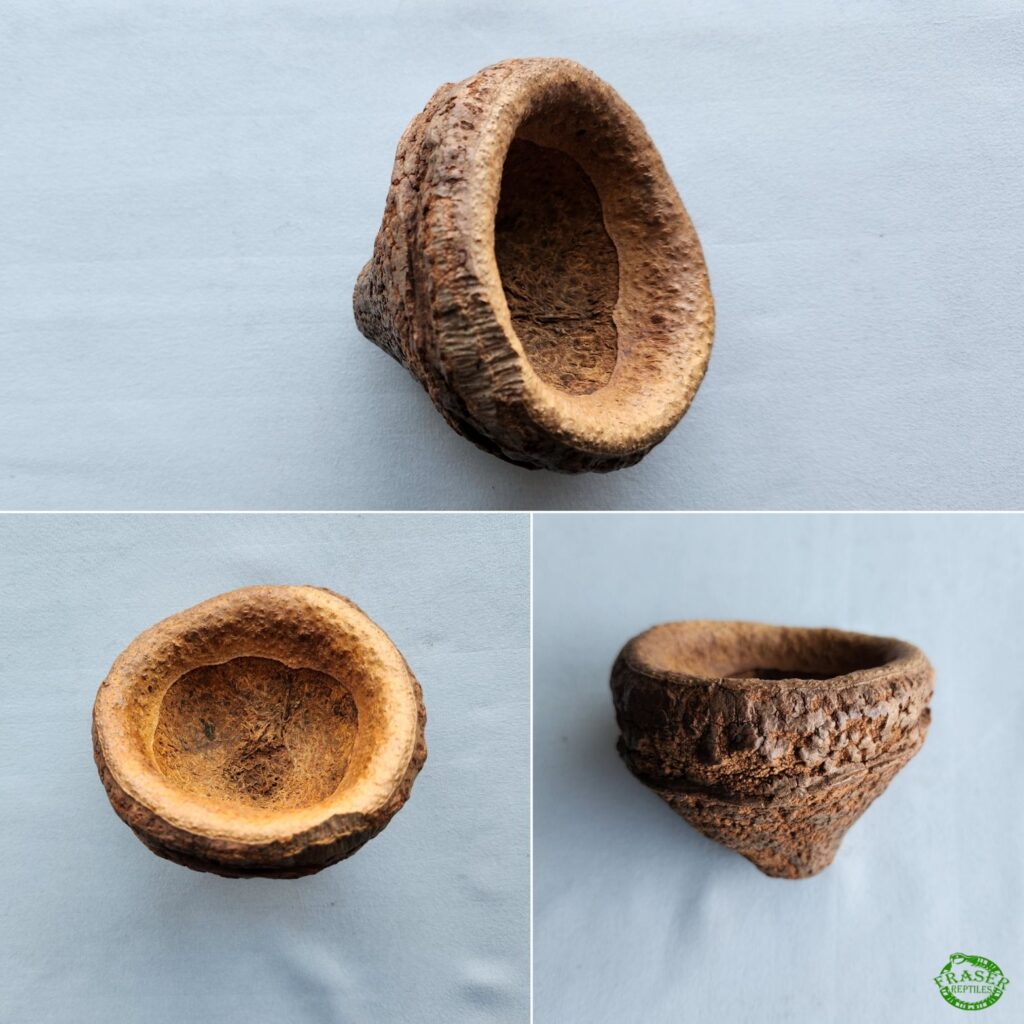 Monkey Pod – Fraser Reptiles