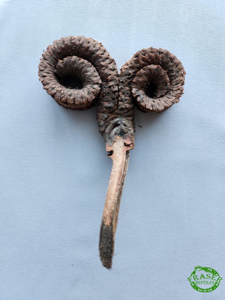 Rams Horn Pod – Fraser Reptiles